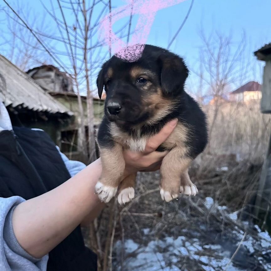 Щеночки ищут дом