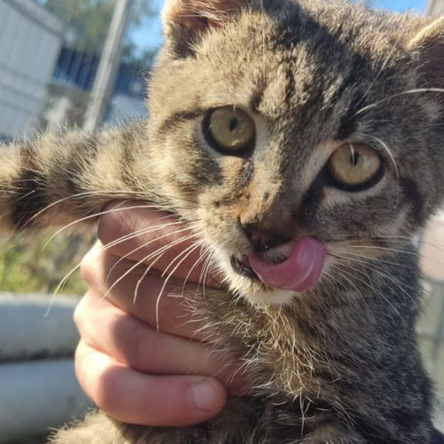 Котик в добрые ручки