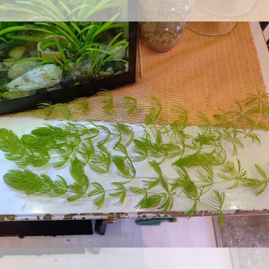 Роголистник в аквариум
