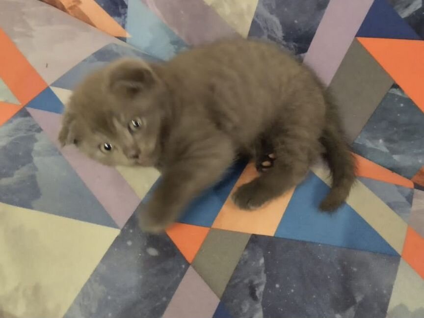 Шотландские котята