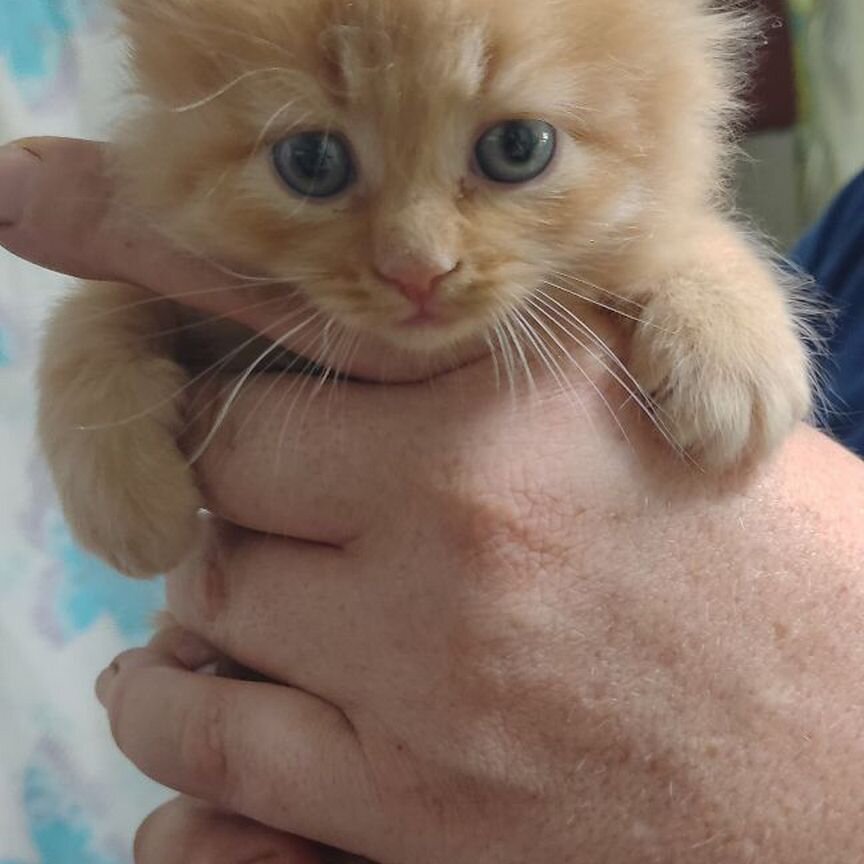 Котята мейнкуна