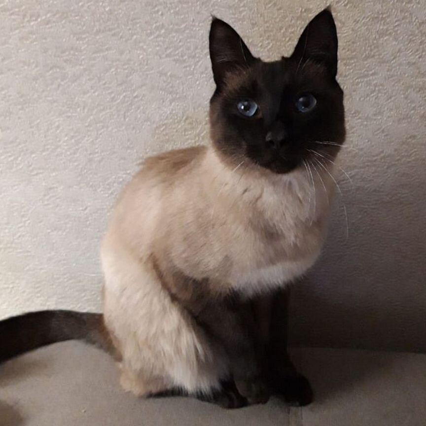 Сиамский кот, взрослый