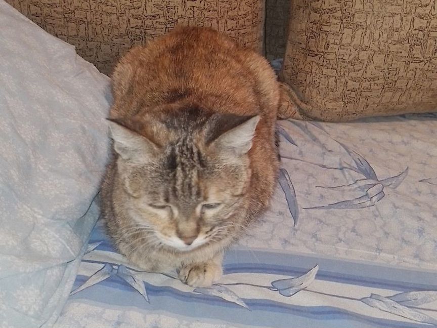 Отдадим добрую кошку в добрые руки бесплатно