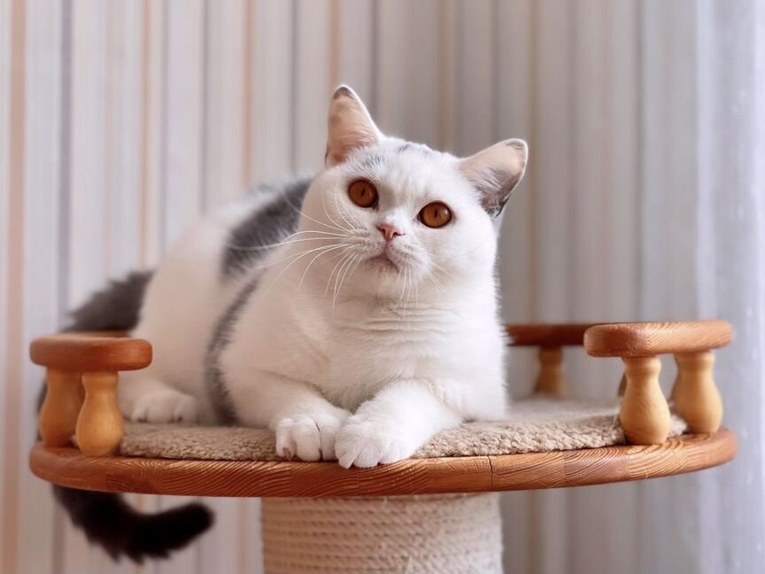 Британский котенок