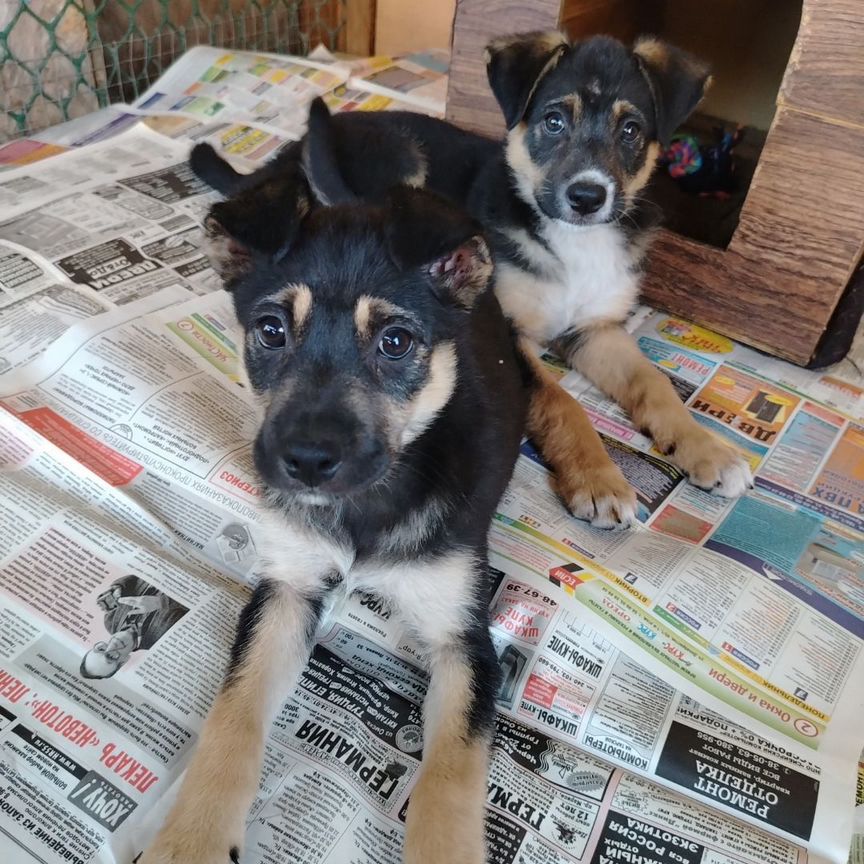 Щенки Сандра и Сабрина 3 месяца с доставкой