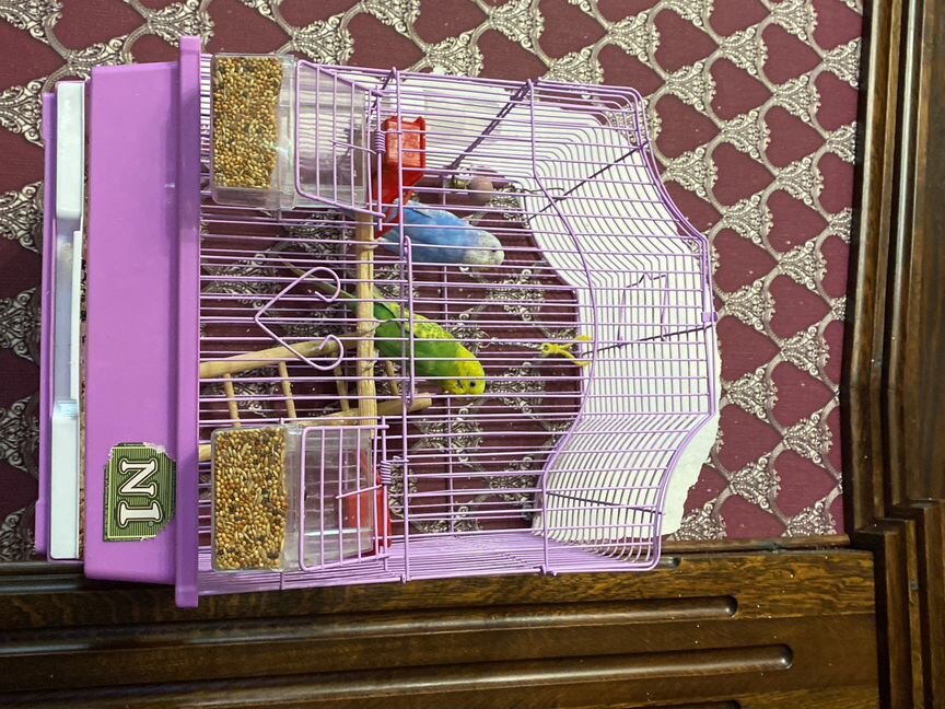 Отдам бесплатно 2 попугаев в добрые руки