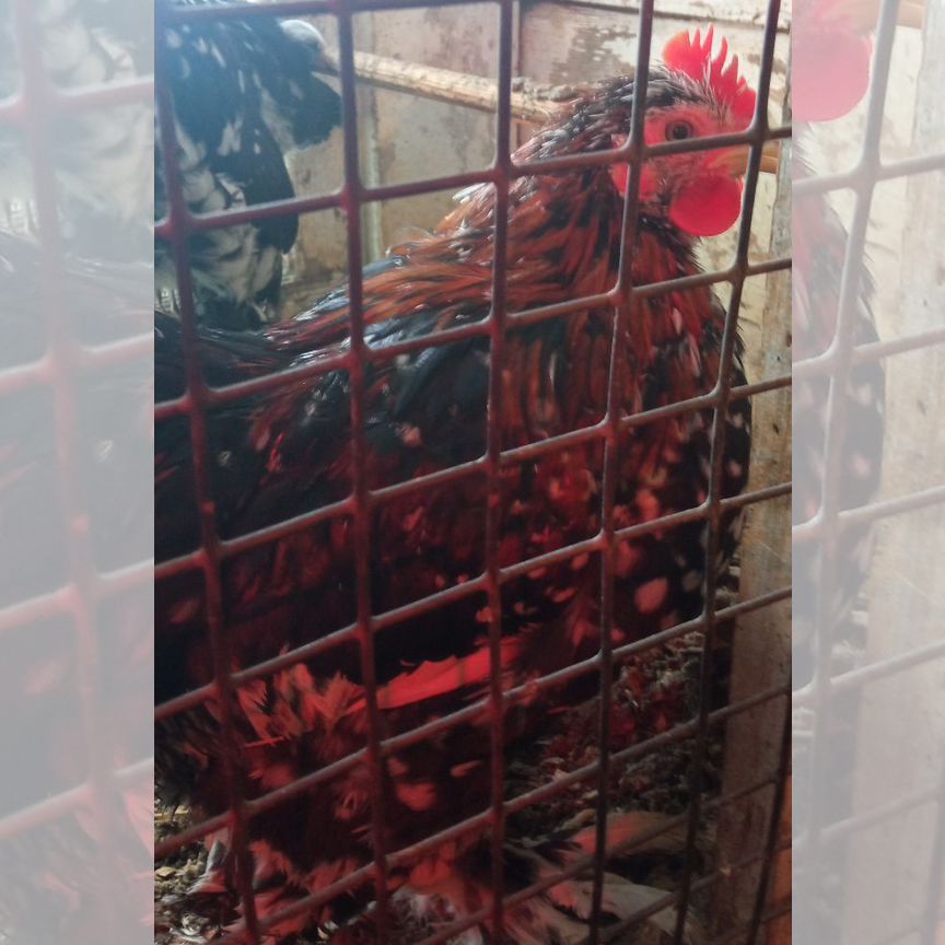 Молодые петухи