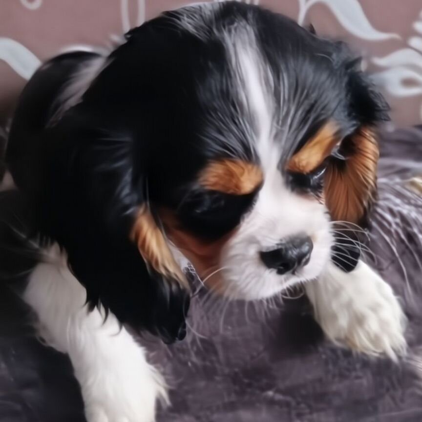 Кавалер кинг-чарльз-спаниель, щенок