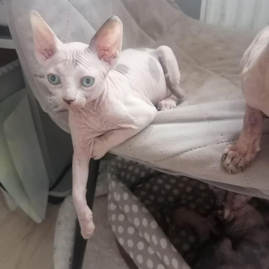 Котенок девочка Канадский сфинкс