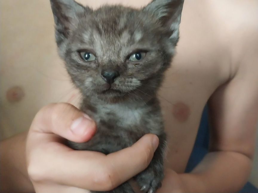 Котодетки