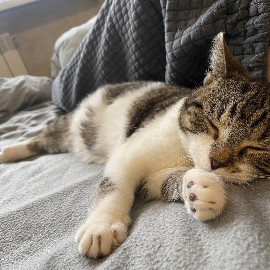 Животные в добрые руки бесплатно