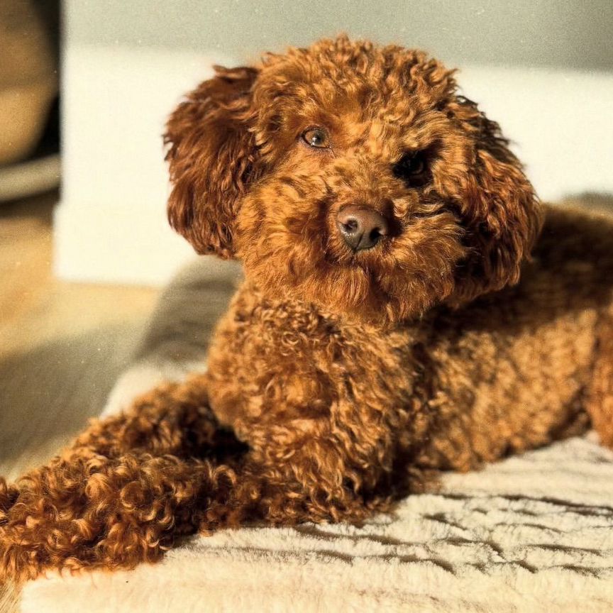 Той-пудель, щенок