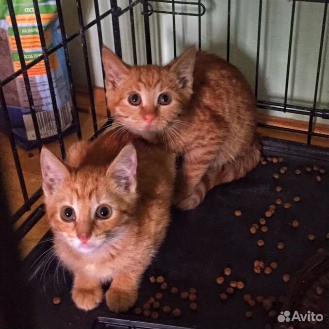 Очаровательные брат с сестричкой в поисках дома