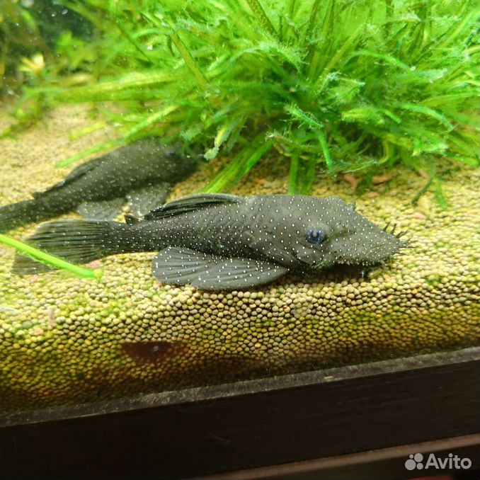 Анциструс звездчатый