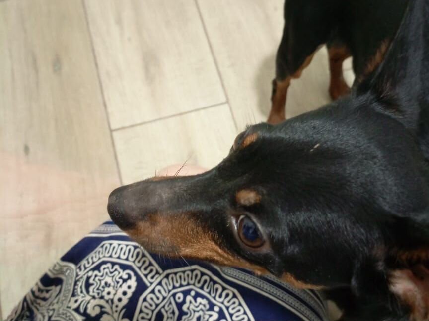 Собаке грозит смерть