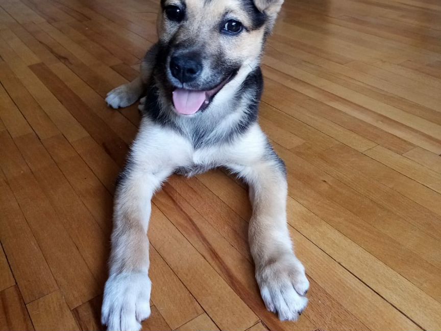 Щенок в добрые руки