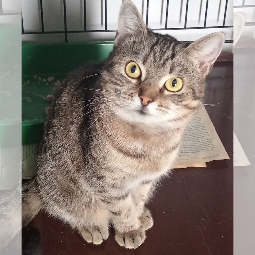 Взрослая, кошка в добрые руки