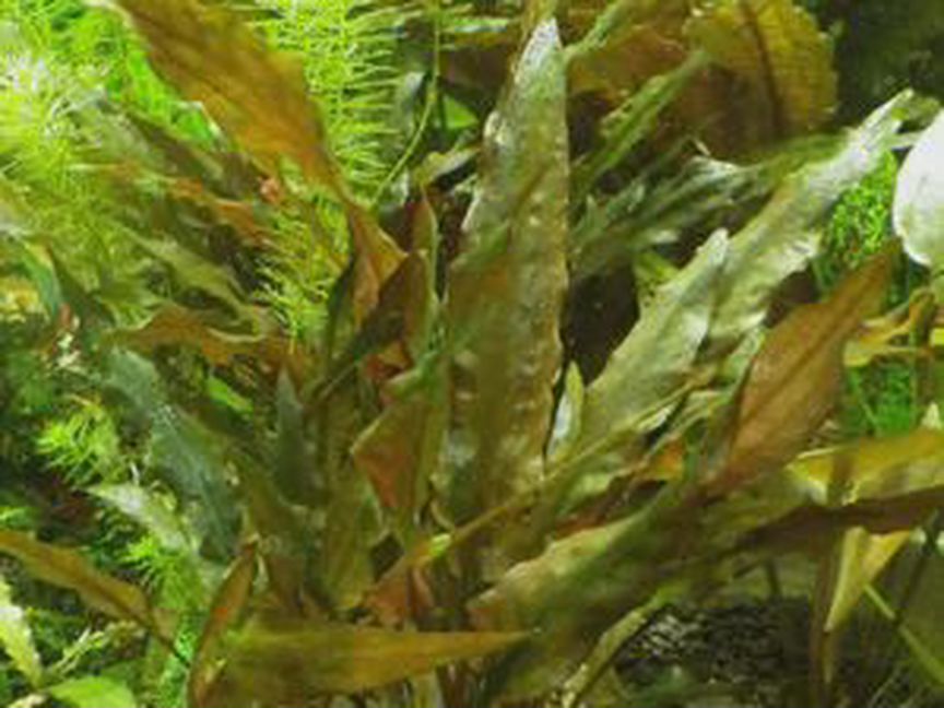 Аквариумные рыбки велифера и криптокорина