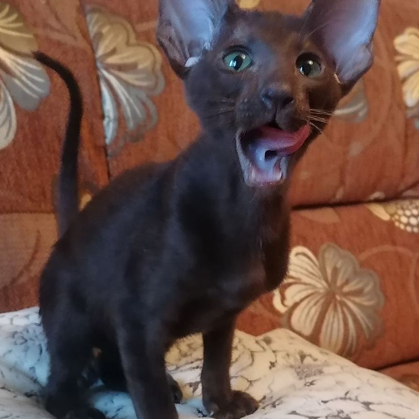 Ориентальные котята