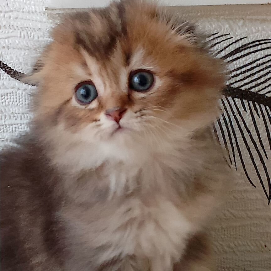 Шотландский вислоухий длинношёрстный котёнок