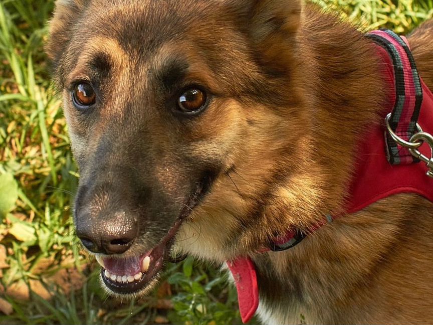 Жизнерадостный Лукка в поисках дома