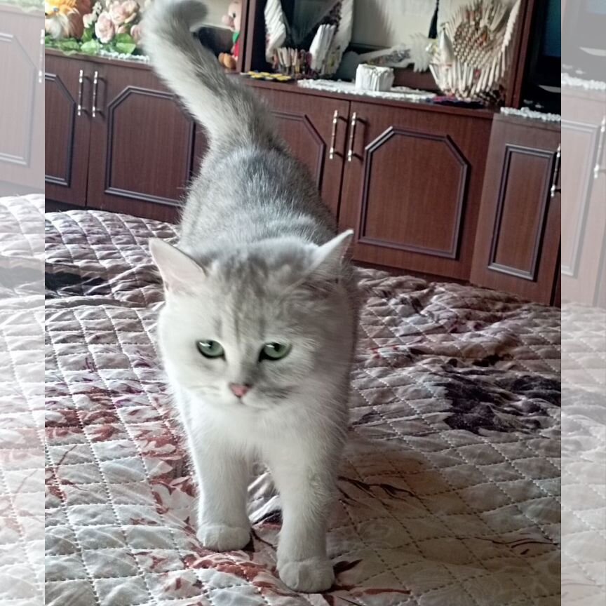 Серебристая шиншилла кошка