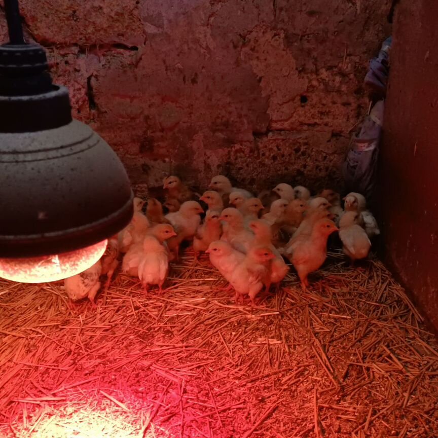 Цеплята от кур несушек 44 шт