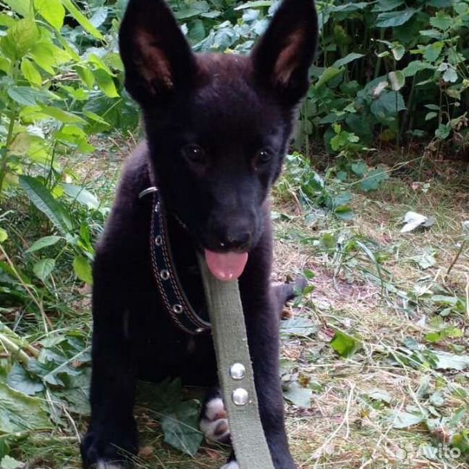 Метис чёрной немецкой овчарки