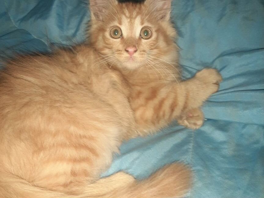 Котята мейн-кун бесплатно