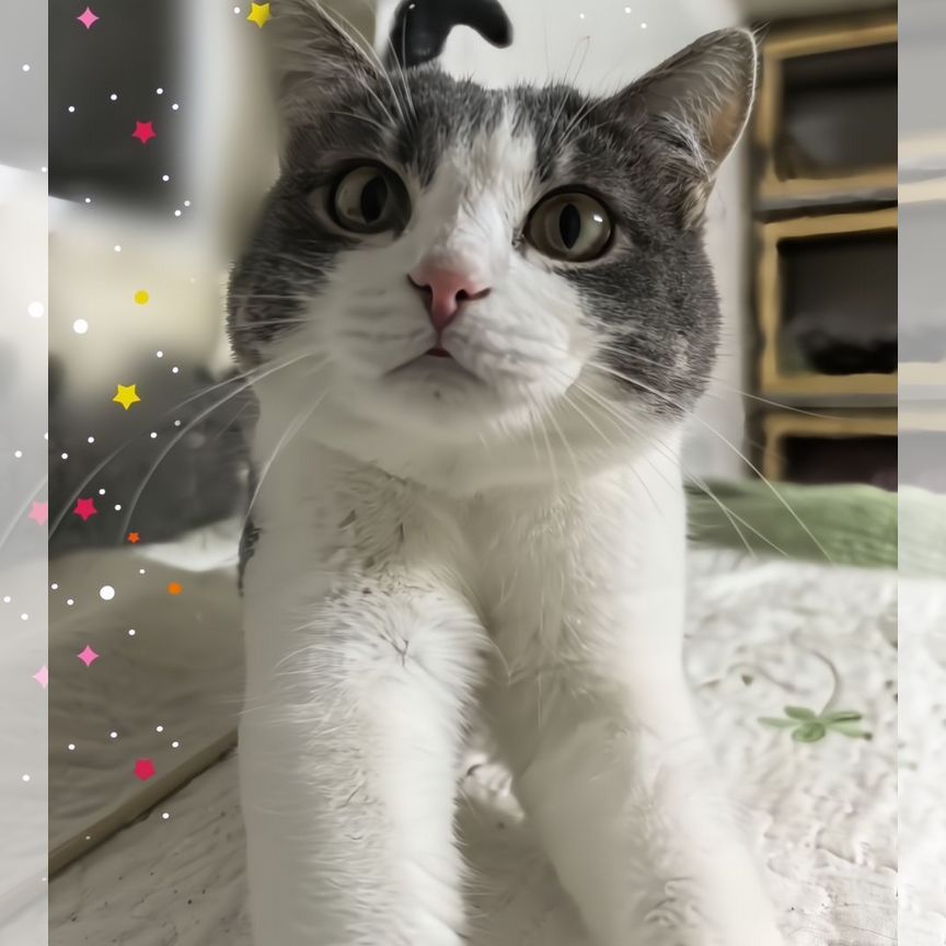 Взрослая кошка в добрые руки