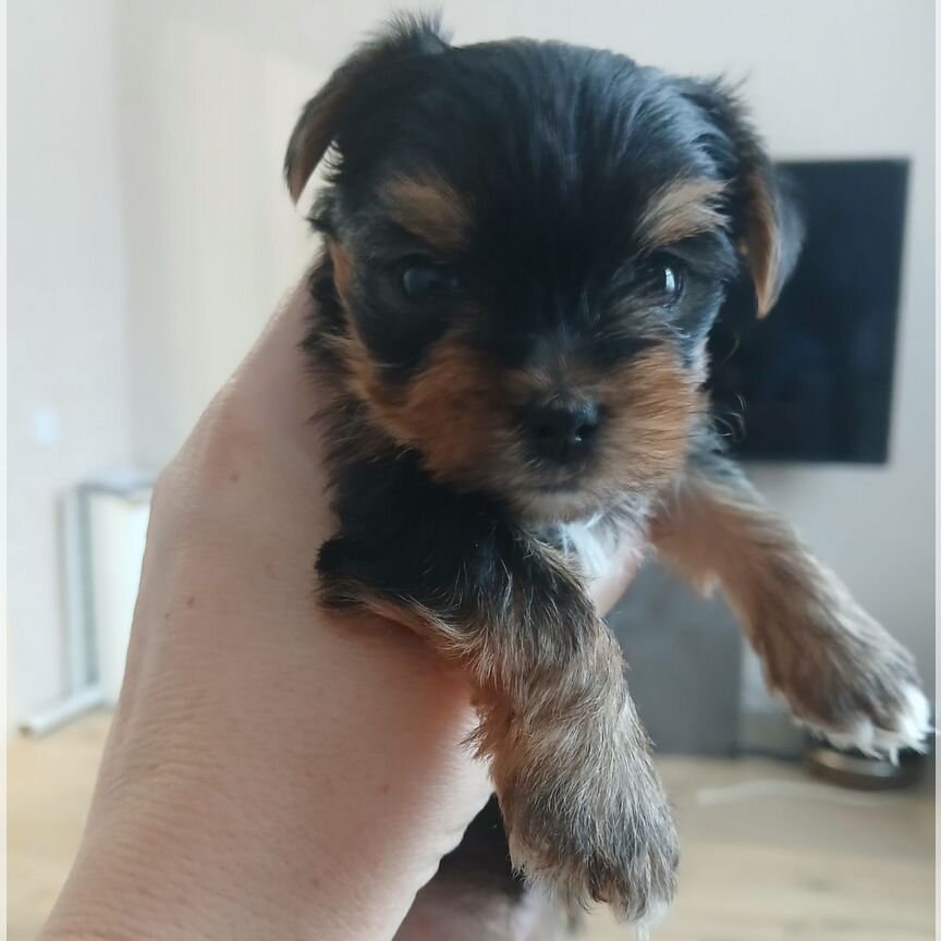 Йоркширский терьер, щенок