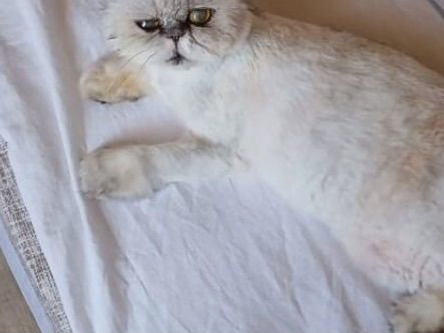 Пожилая кошечка перс