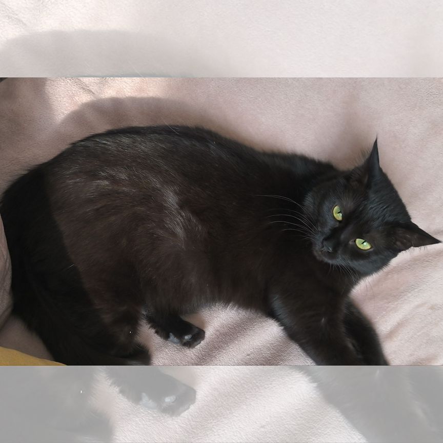 Взрослая, кошка в добрые руки