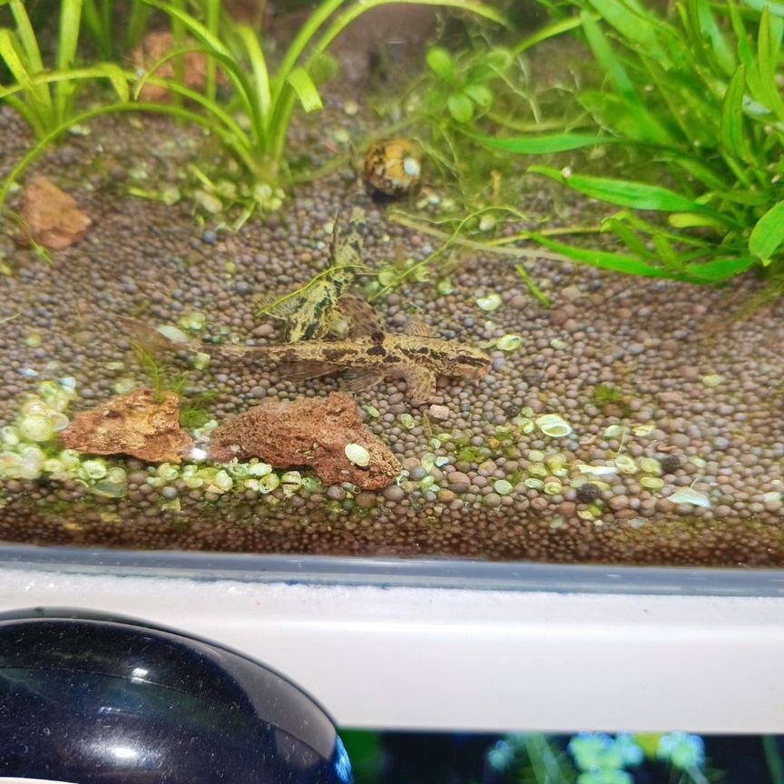 Продам рыб лорикарий