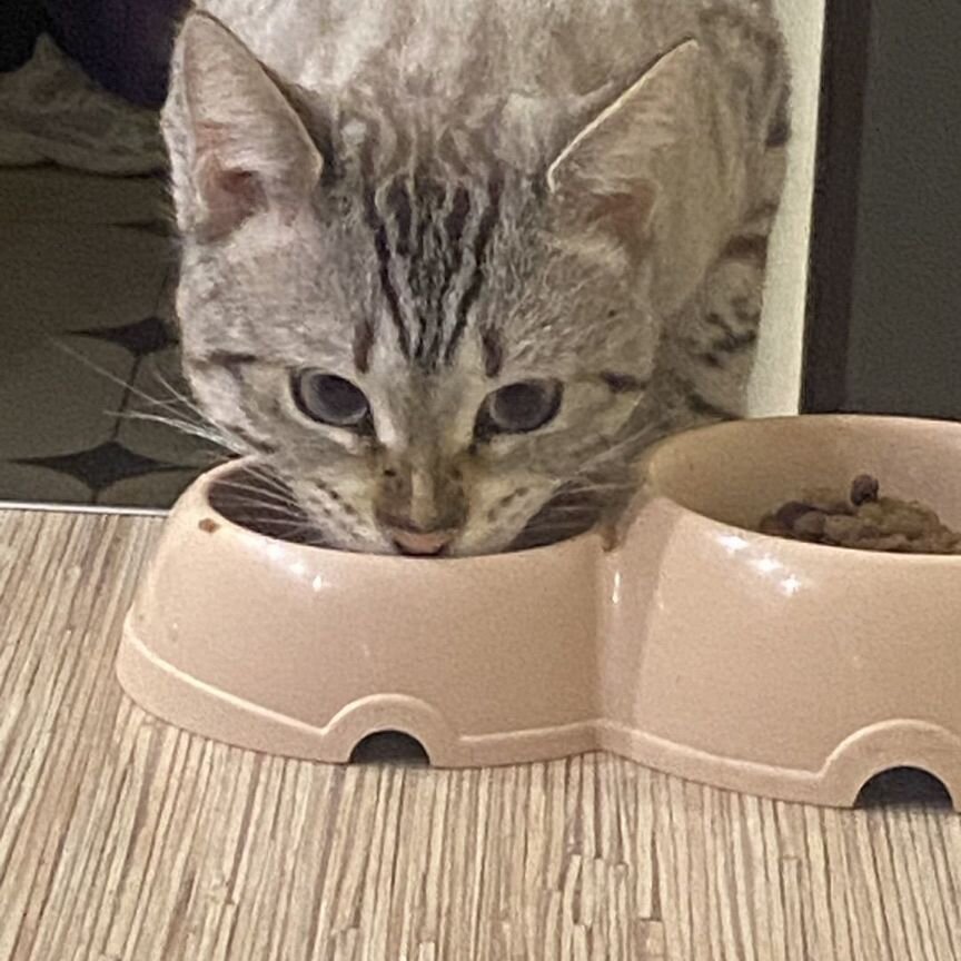 Услуги барсика