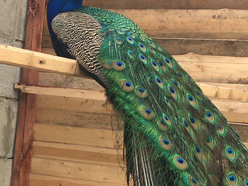 Павлины продажа