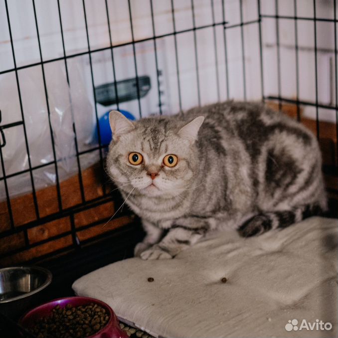 Кошка Джесси ищет дом