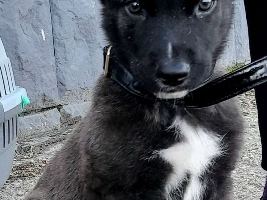 Собака щенок в добрые руки