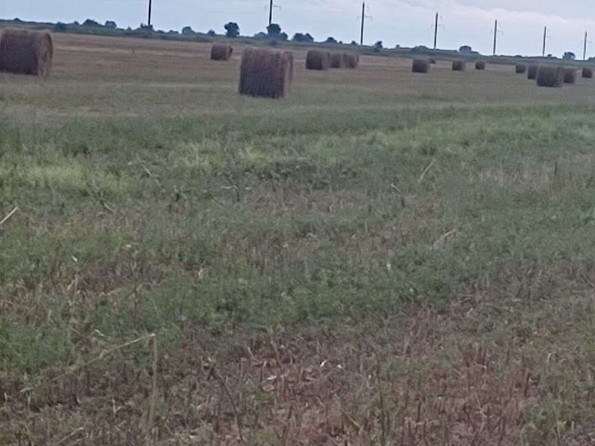 Сено люцерны Суданка в рулонах