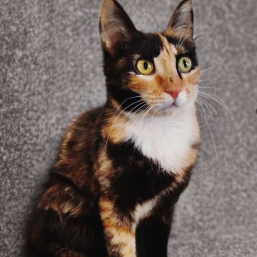 В добрые руки