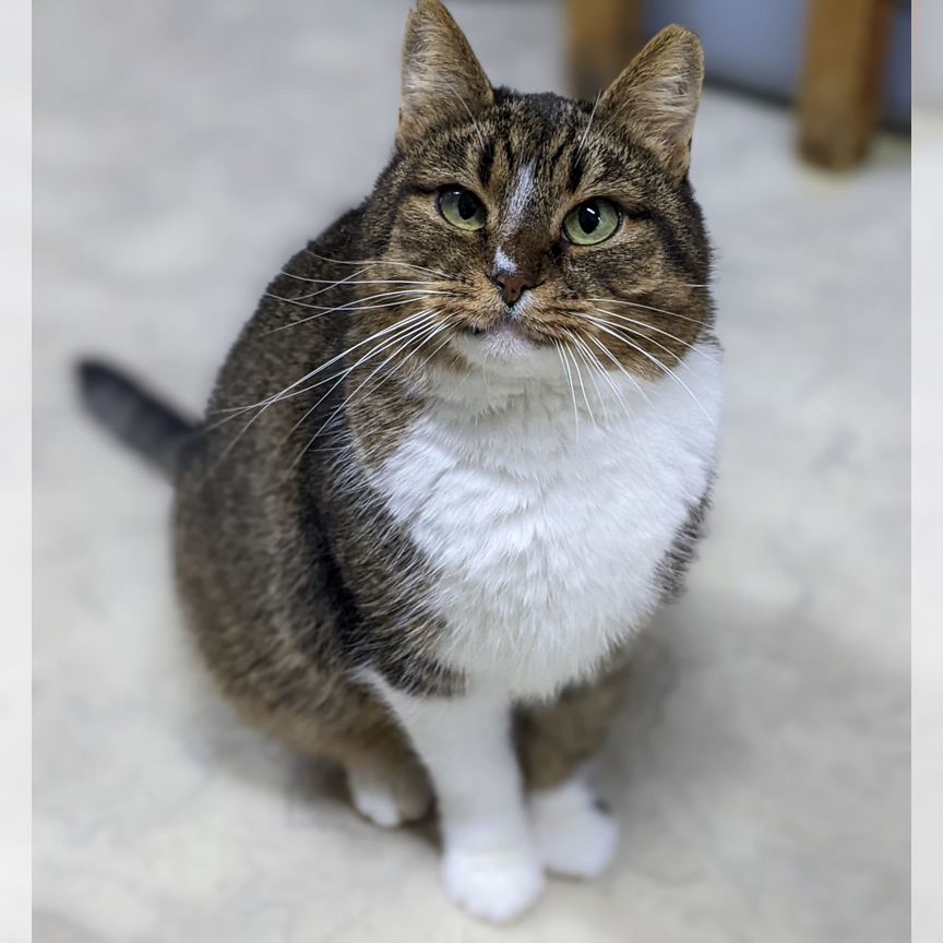 Взрослая кошка в добрые руки