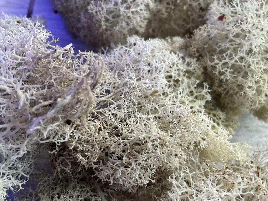 Лишайник кладония