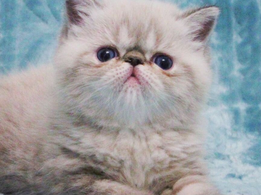 Котенок экзот колор пойнт