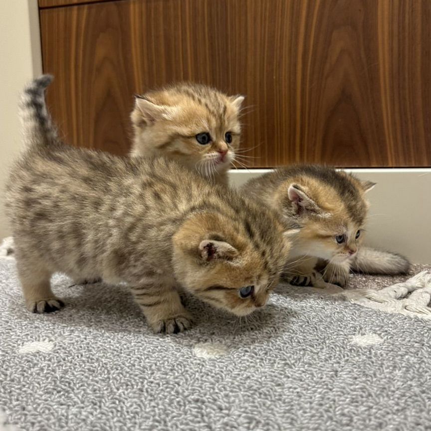 Британские котята
