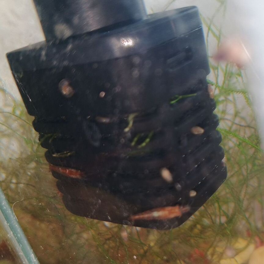 Аквариумные креветки вишня