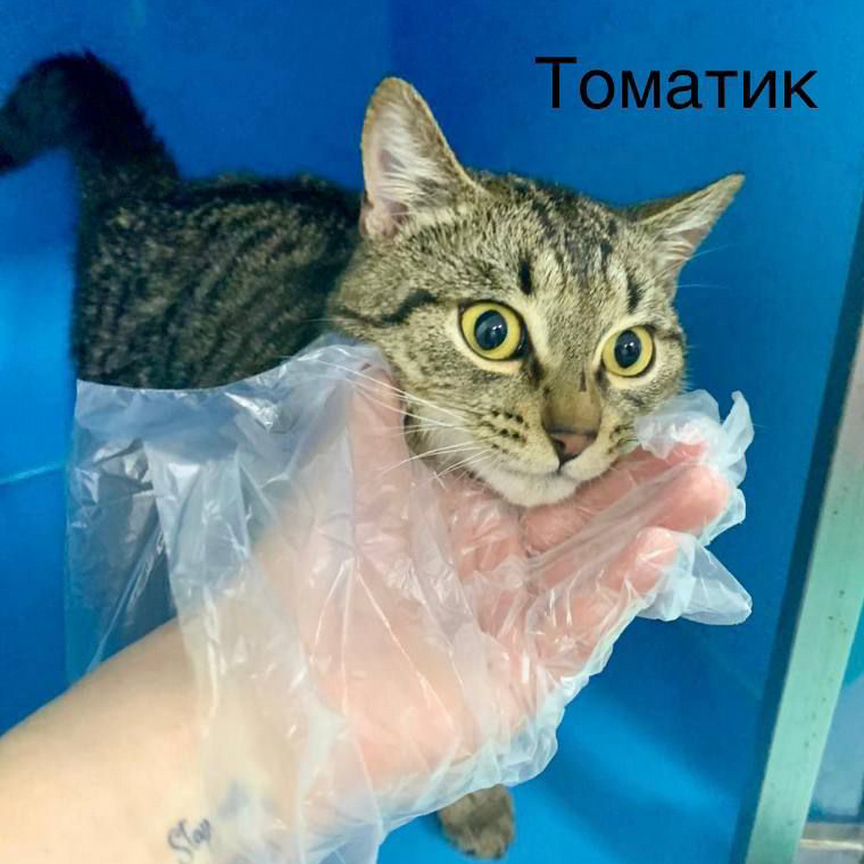Томатик,кроха,под выпуск на улицу,очень нужен дом
