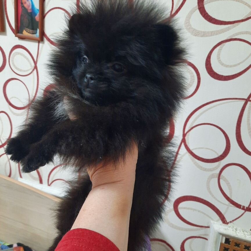 Померанский шпиц мини черный