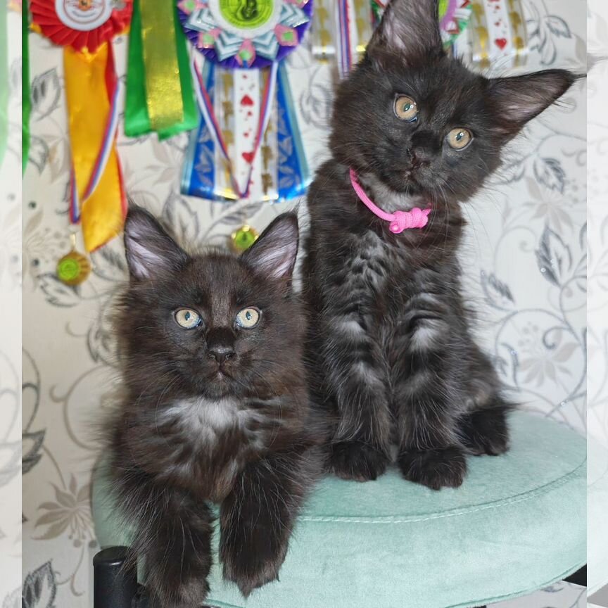 Мейн-кун котёнок