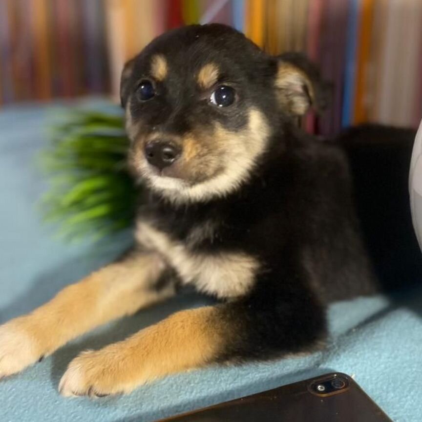 Скуби в поисках родителей