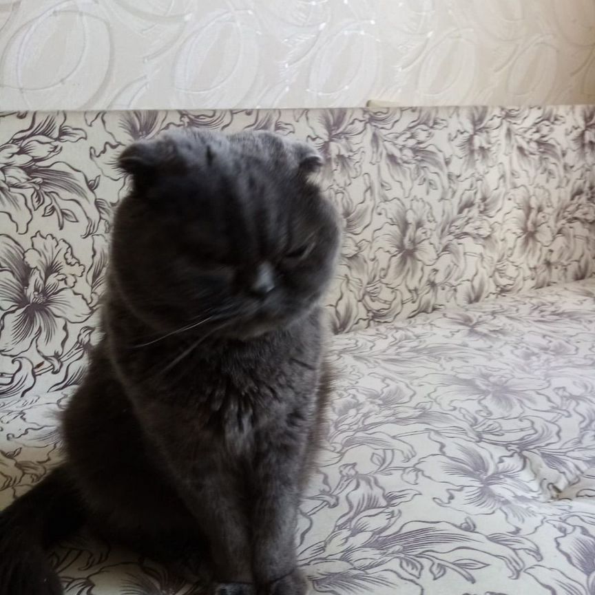 Шотландский вислоухий